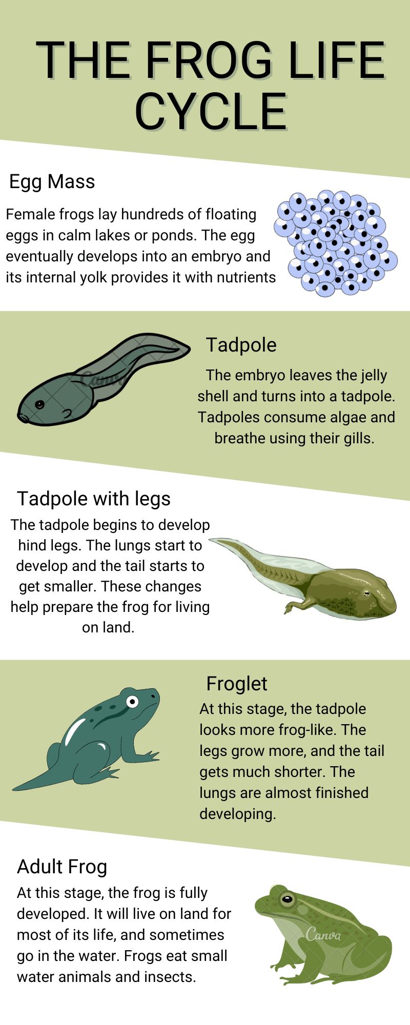 Let’s Learn About Frogs! – EDCI 337